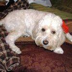 Cockapoo rescue Wales