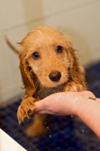 How to Bath Your Cockapoo Puppy For The First Time – Cockapoo For Life