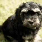 Cockapoo rescue Wales