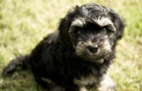 Cockapoo Rescue North West England