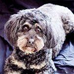 Cockapoo rescue Wales