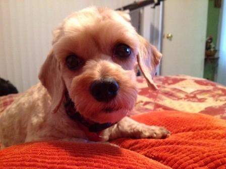 Sleeping With Your Cockapoo