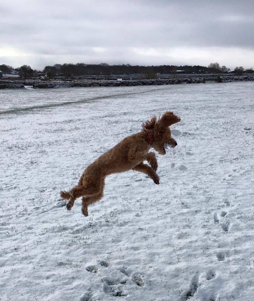 Cockapoo For Life – Puppies, Breeders and Rescue Pages