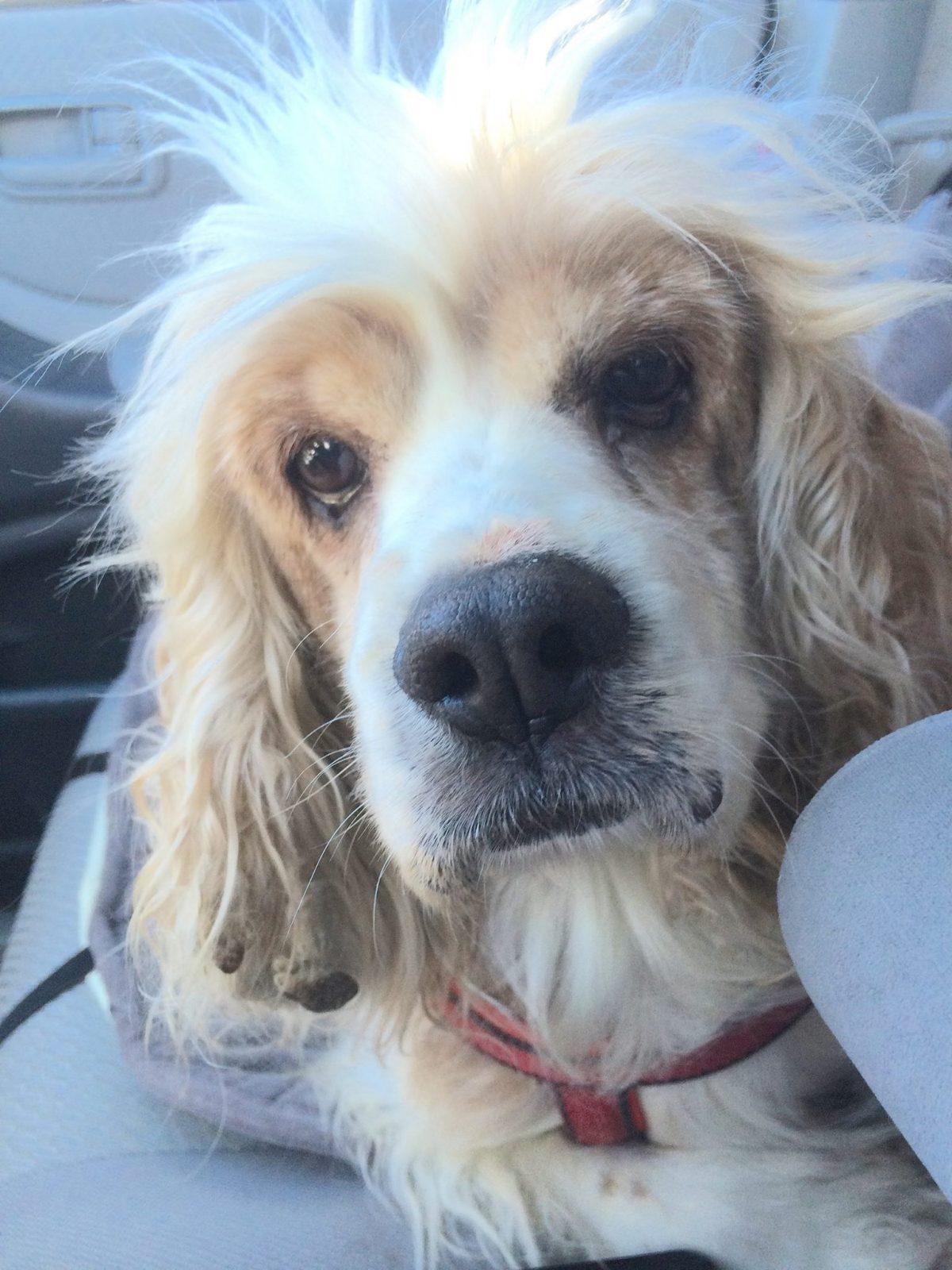 Dog Rescues or Dog Shelters - Where To Find A Cockapoo? | Cockapoo For Life