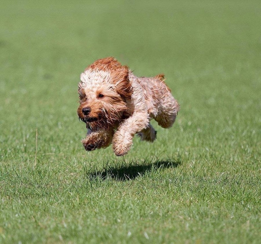 Cockapoo Colours – Cockapoo For Life