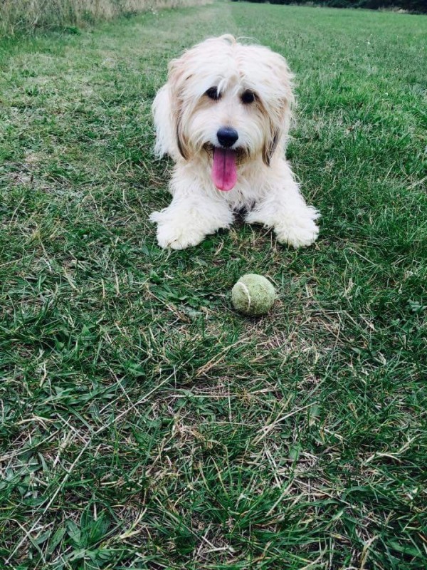 Understanding Cockapoo Rage Syndrome: Causes, Symptoms and Treatment ...