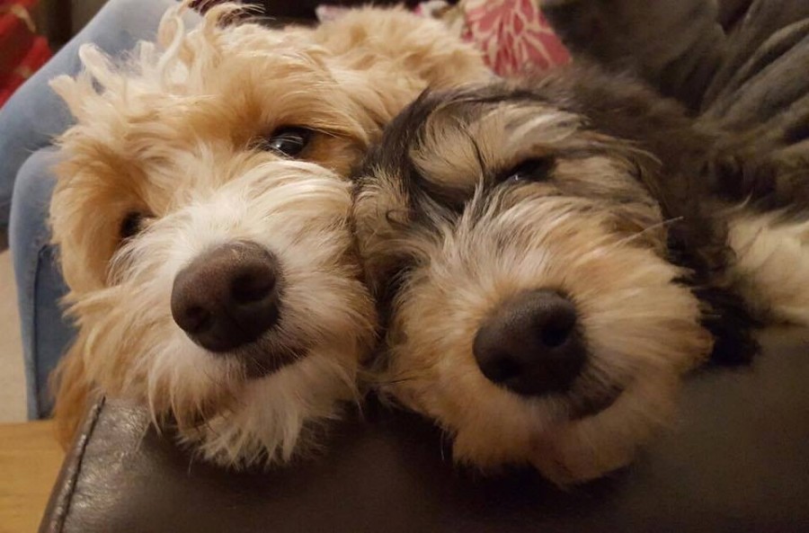 Cockapoo For Life – Puppies, Breeders and Rescue Pages