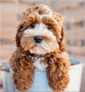 4 Popular Cockapoo Grooming Cuts – Cockapoo For Life