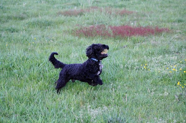 black cockapoo