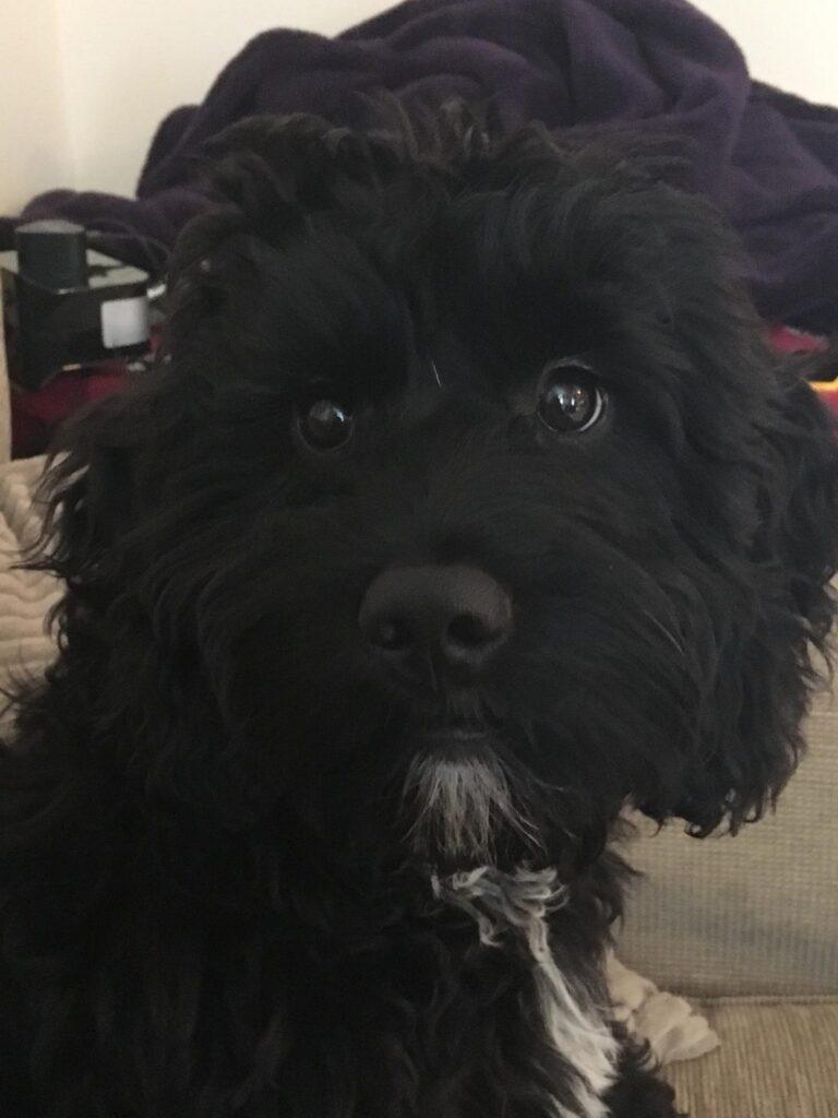 black cockapoo