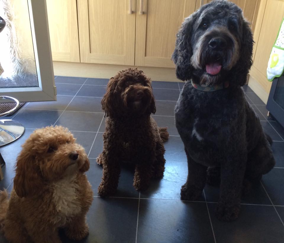 Cockapoo Size Cockapoo Size