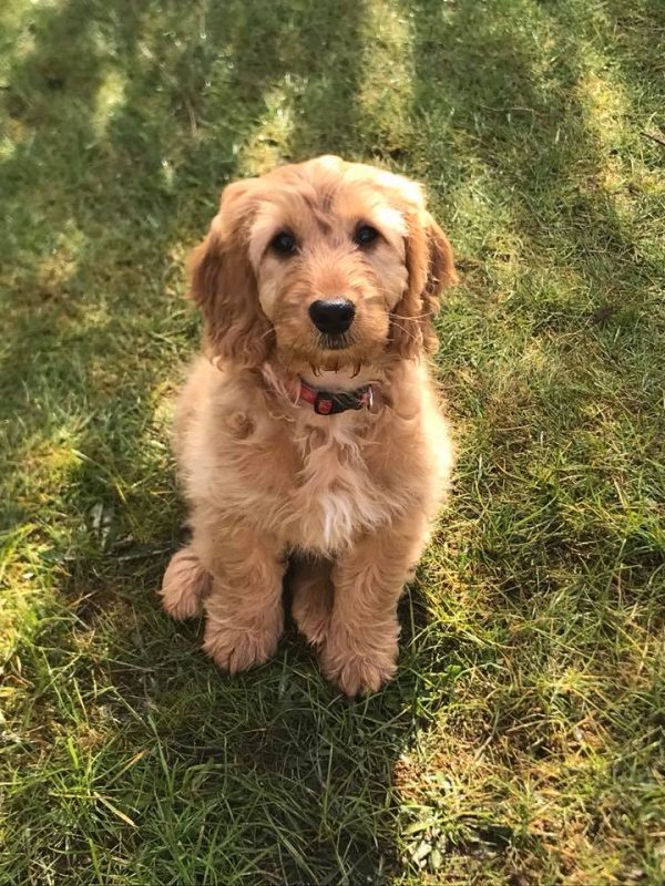 F1 Cockapoo