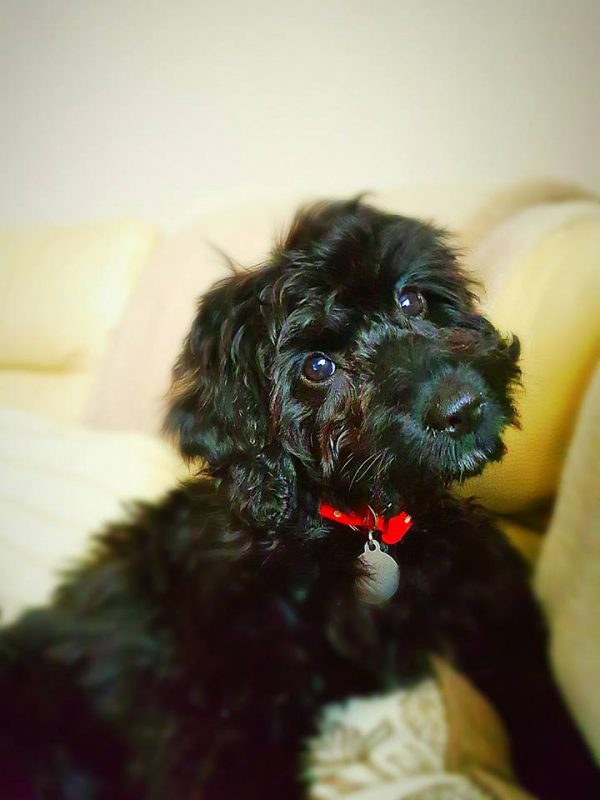 black cockapoo