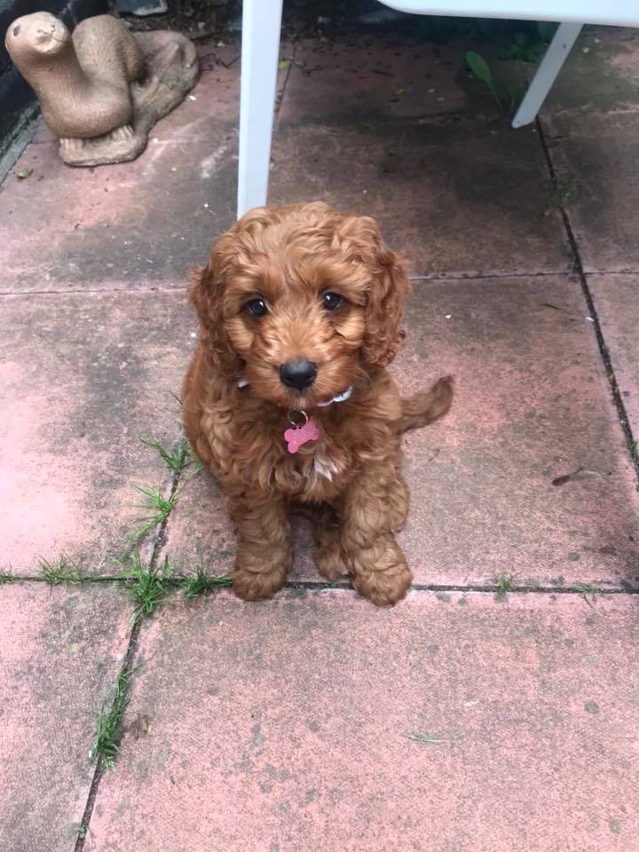 Cockapoo For Life – Puppies, Breeders and Rescue Pages