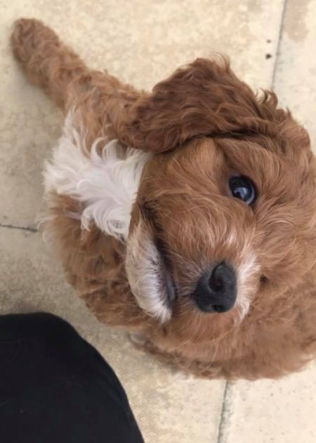 Cockapoo For Life – Puppies, Breeders and Rescue Pages