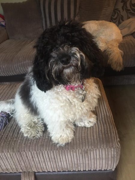 Toy Cockapoo: 7 Things To Consider Before Before Buying – Cockapoo For Life