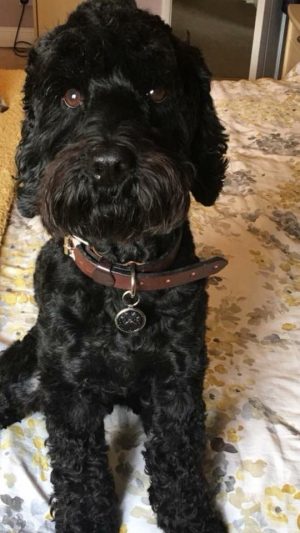 What Is The Average Life Expectancy Of A Cockapoo | Cockapoo For Life