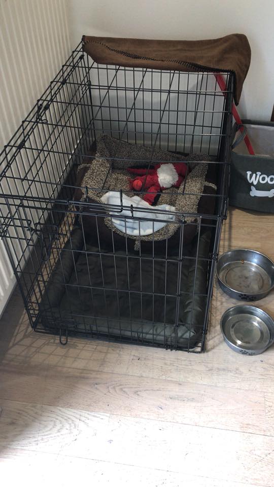 Dog Crating: How To Successful Crate Your Cockapoo | Cockapoo For Life