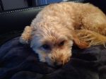 What Is The Average Life Expectancy Of A Cockapoo | Cockapoo For Life