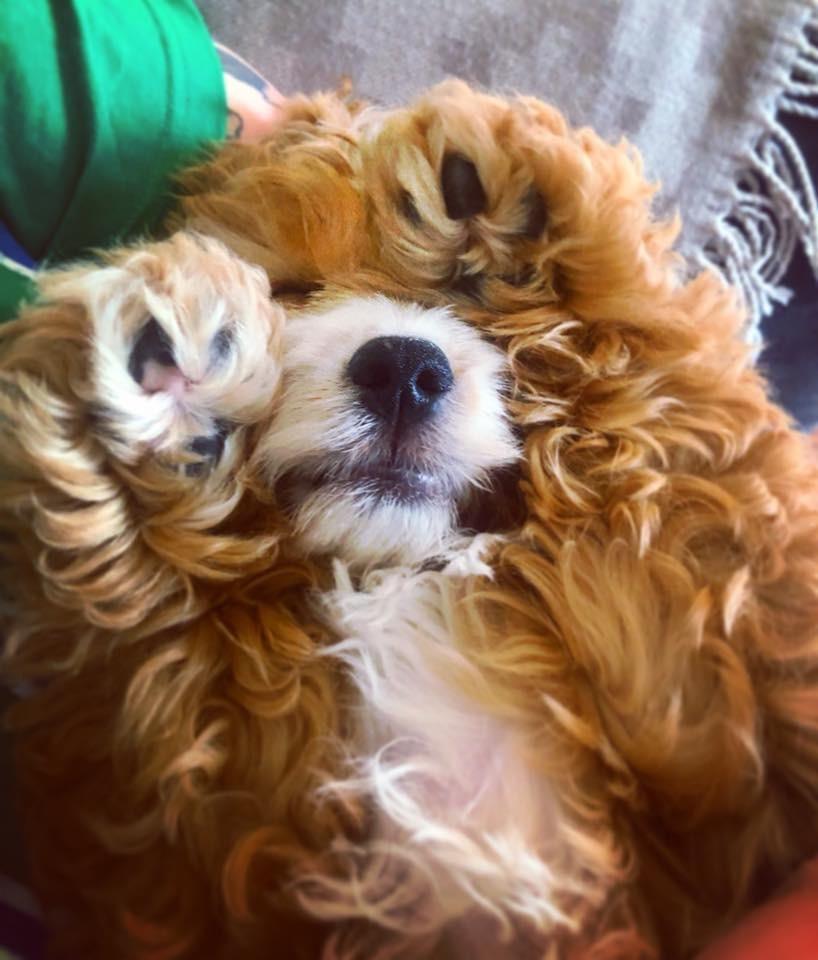 Cockapoo Training Tips: How To Teach Your Cockapoo His Name | Cockapoo ...