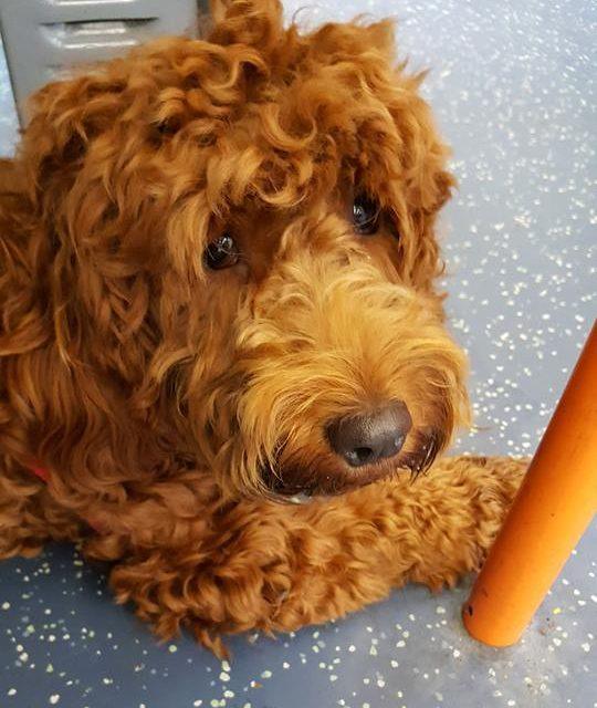 Are Cockapoos Barkers?