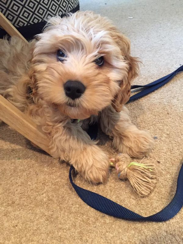 Training Tips: How To Teach Your Cockapoo His Name – Cockapoo For Life