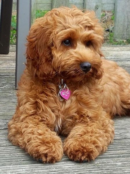 miniature cockapoo