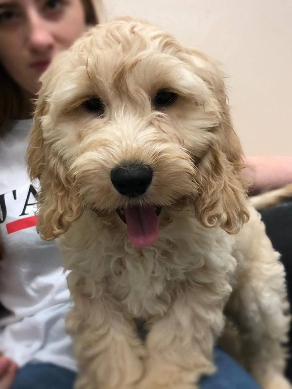 Golden Cockapoo: 5 Reasons They Are So Popular – Cockapoo For Life