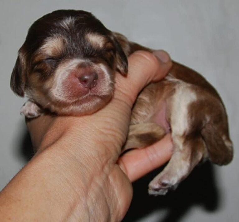 Sable Cockapoo: Many Colour Combinations And All Adorable – Cockapoo ...