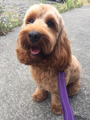 Cockapoo Grooming: The Ultimate Guide