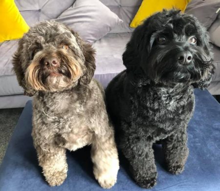 Cockapoo Grooming: The Ultimate Guide