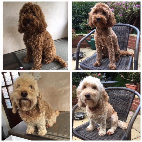 Cockapoo Grooming: The Ultimate Guide