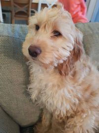 Golden Cockapoo: 5 Reasons They Are So Popular – Cockapoo For Life