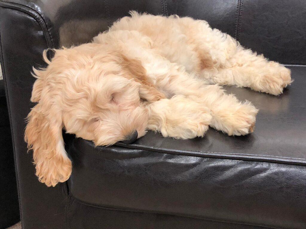 Golden Cockapoo: 5 Reasons They Are So Popular – Cockapoo For Life