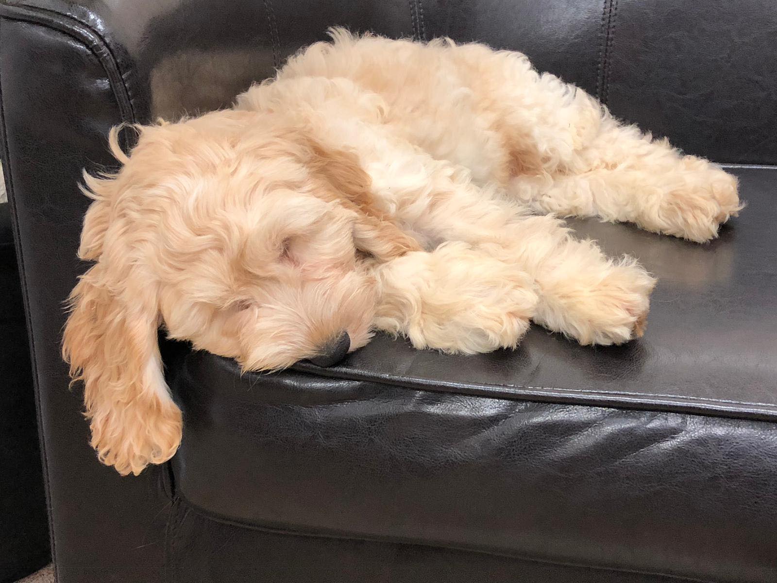 Golden Cockapoo: 5 Reasons They Are So Popular – Cockapoo For Life