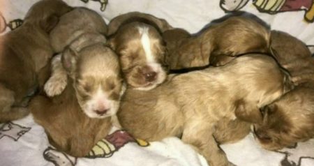 Golden Cockapoo: 5 Reasons They Are So Popular – Cockapoo For Life