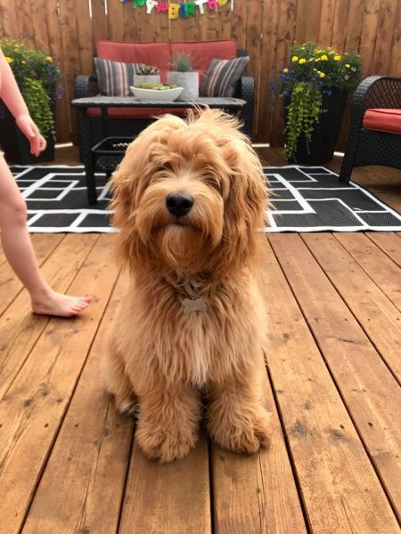 Cockapoo Grooming: The Ultimate Guide