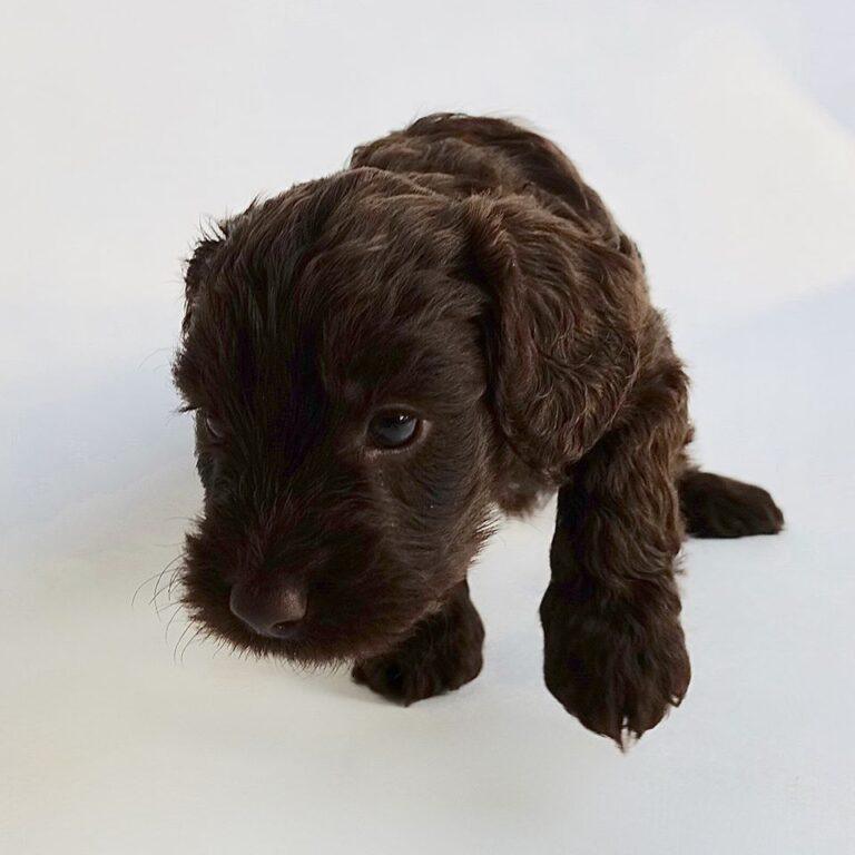 Cockapoo Puppies For Sale Yorkshire – Cockapoo For Life