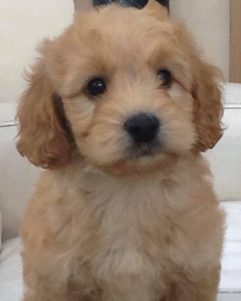 Cockapoo Puppies For Sale In Ireland – Cockapoo For Life