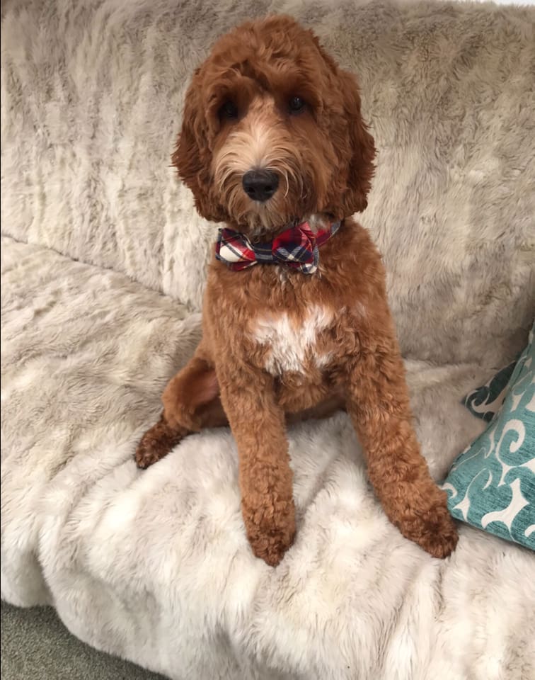 Red Cockapoo