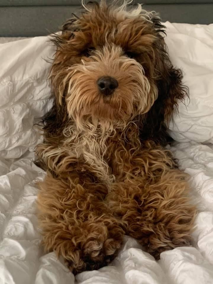 Who Wouldn't Love A Apricot Cockapoo | Cockapoo For Life