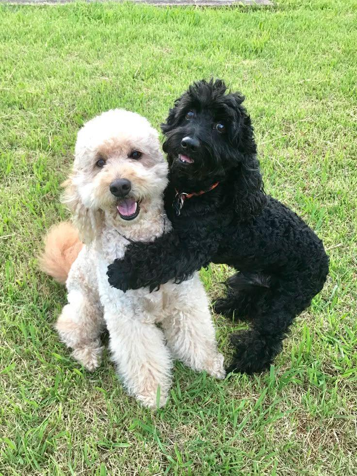 Cockapoo Adoption: The Best 5 Places To Search plus tips, facts and ...