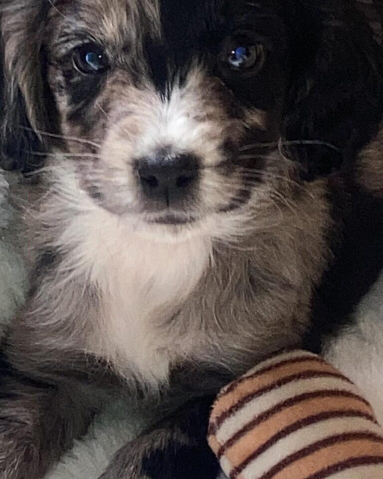Are You Looking For A Stunning Blue Merle Cockapoo? 5 Places To Search ...