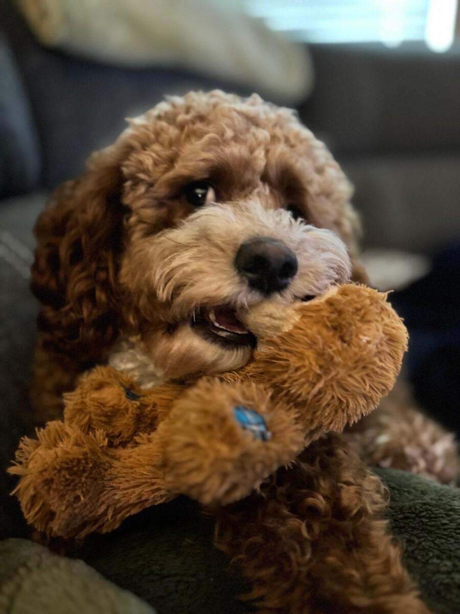 Cockapoo rescue Wales
